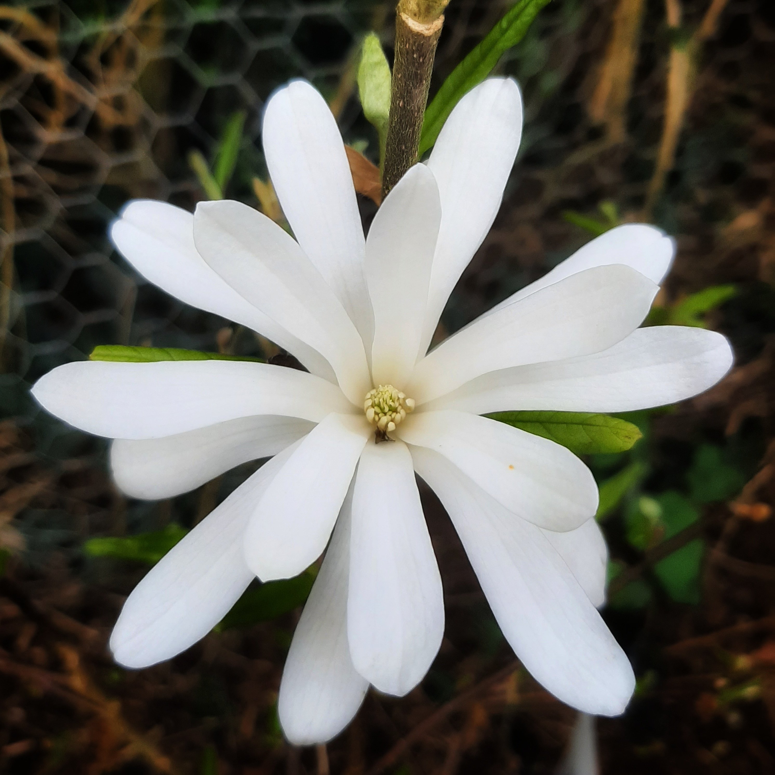 Energy of the Stellata | Medicinalmeadows