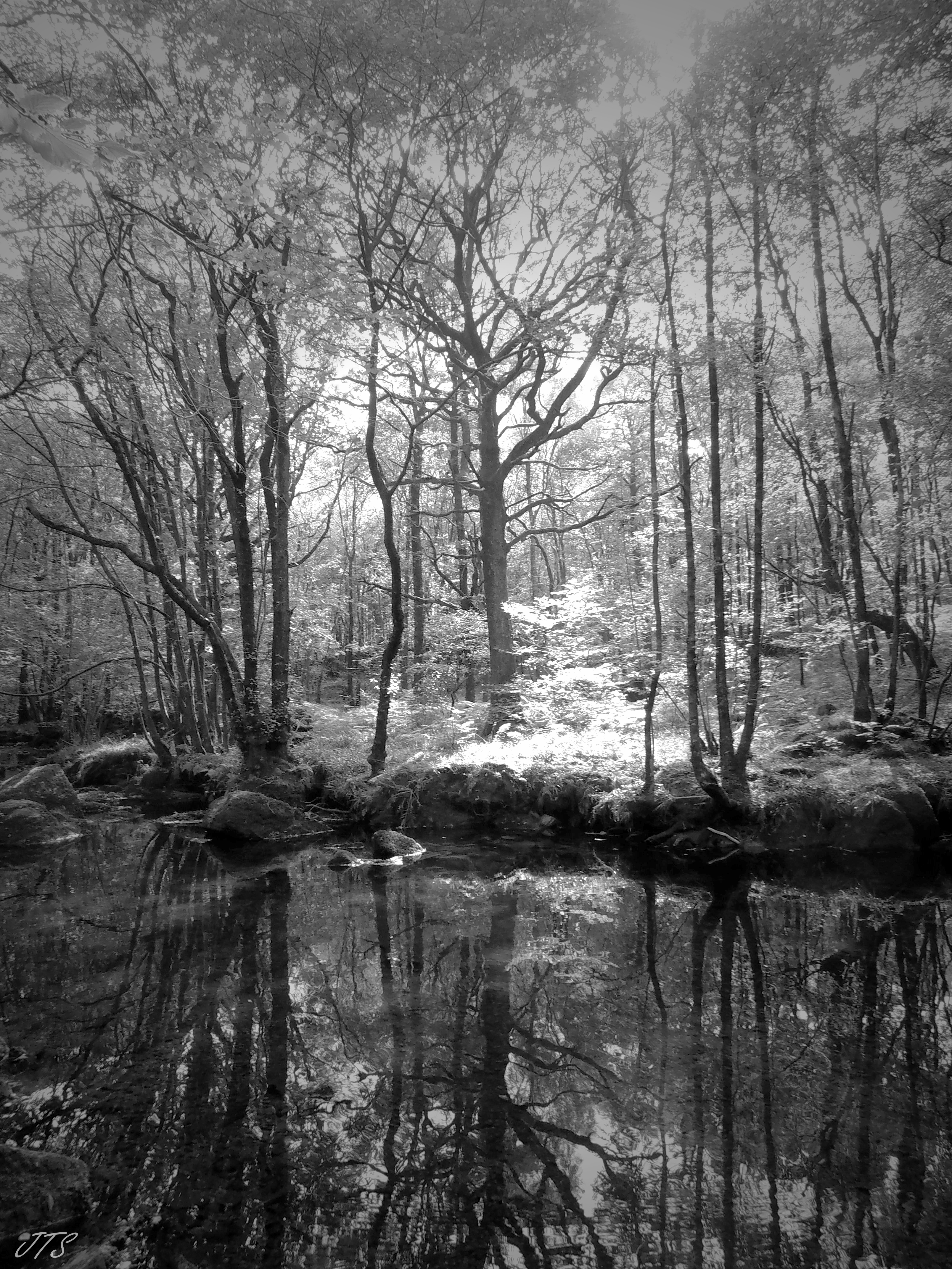 Shadow Work | Medicinalmeadows