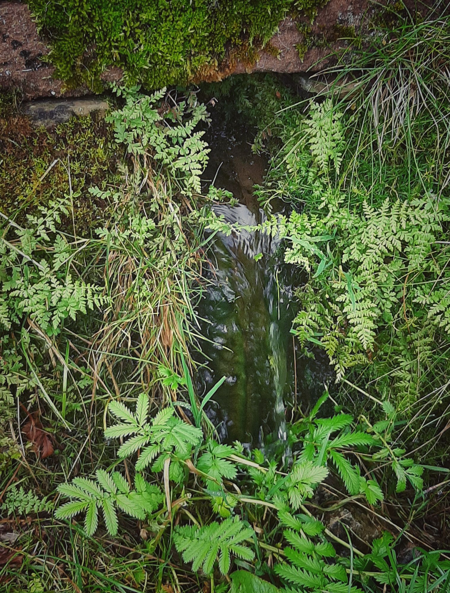 Living Waters | Medicinalmeadows